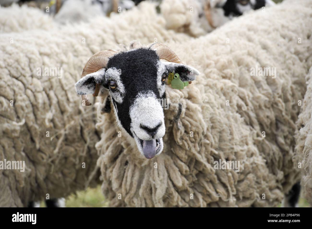 Swaledale Sheep, Swaledale Sheep, purebred, pets, ungulates, livestock ...