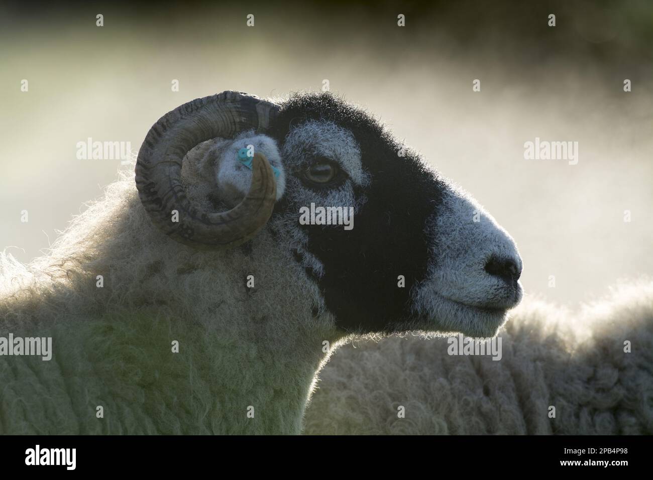 Swaledale, Swaledale sheep, purebred, domestic, ungulates, livestock ...