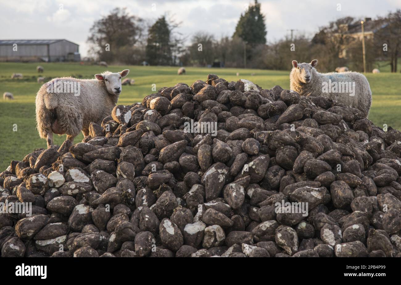 Domestic sheep, domestic animals, ungulates, farm animals (cloven ...