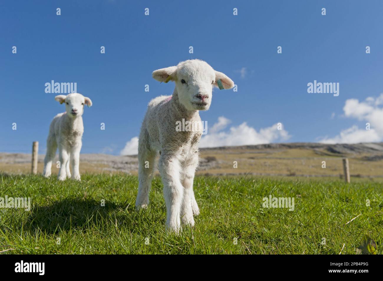 Domestic sheep, domestic animals, ungulates, farm animals (cloven ...