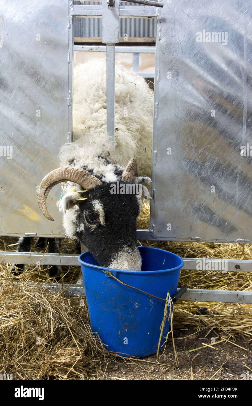 Swaledale Sheep, Swaledale ewe, purebred, pets, ungulates, livestock ...