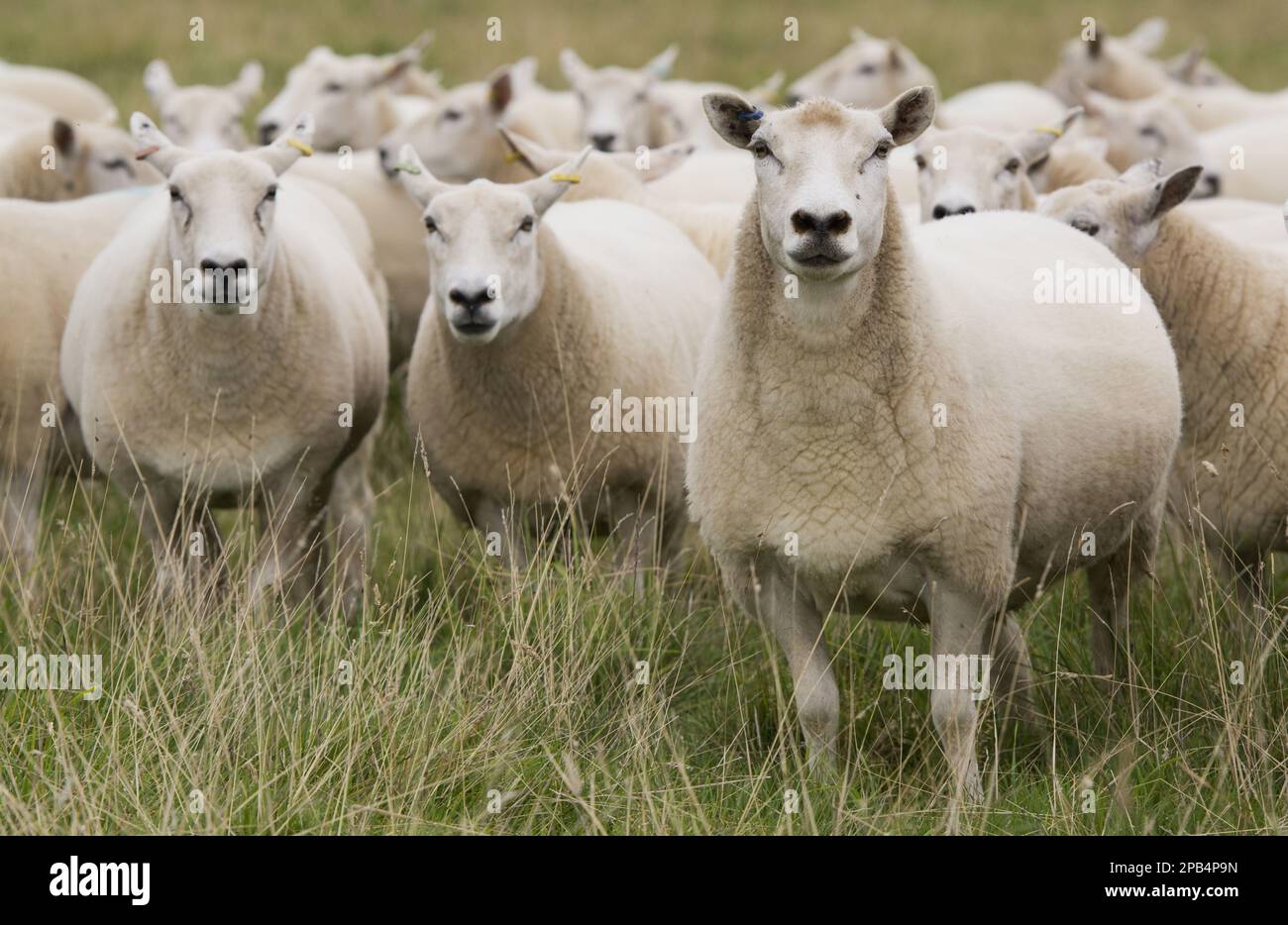 Lleyn cloven hoofed hi-res stock photography and images - Alamy