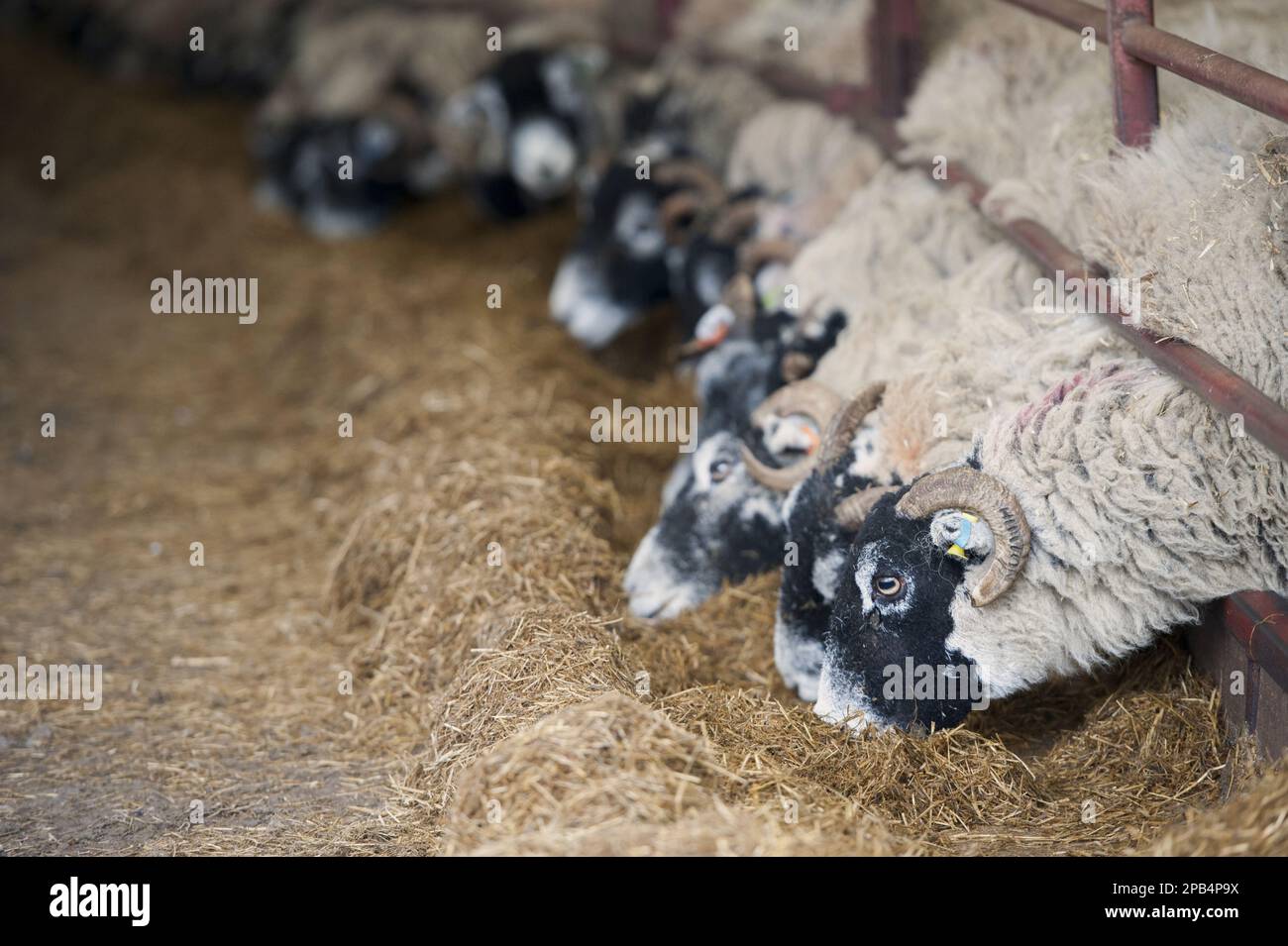 Domestic sheep, Swaledale pregnant ewes in lambing shed receiving a ...