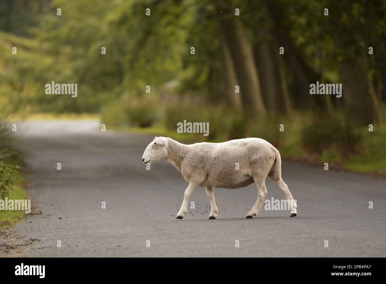Cheviot sheep, cheviot sheep, purebred, domestic, ungulates, livestock ...