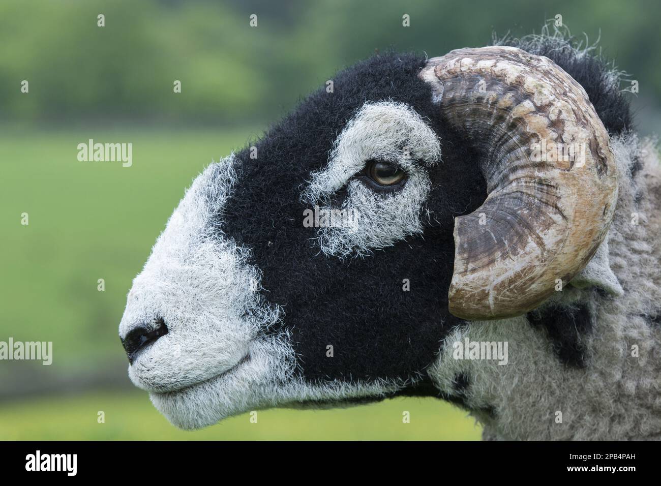 Swaledale sheep, Swaledale ram, purebred, domestic animals, ungulates ...