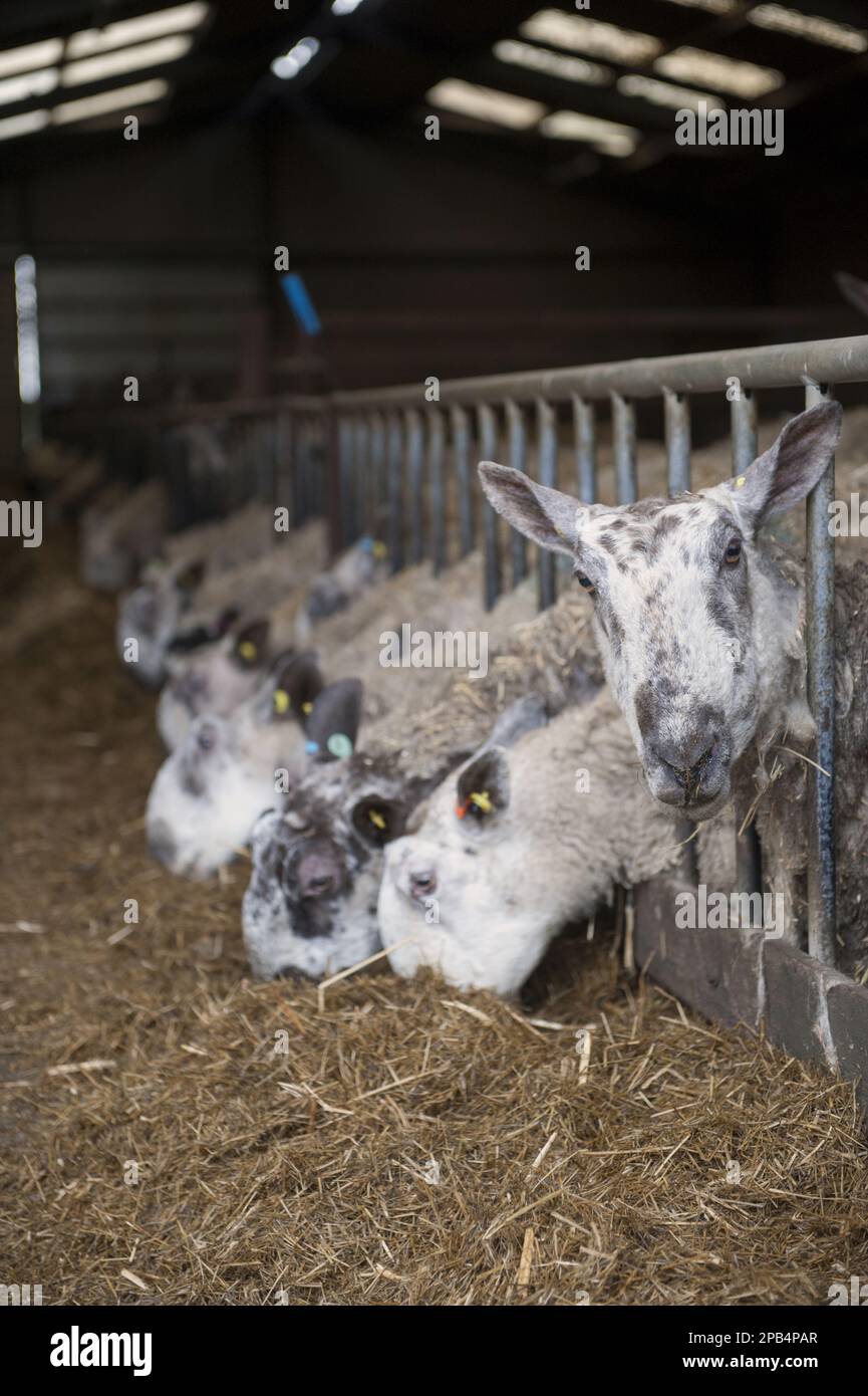 Domestic sheep, pregnant ewes in lambing shed receiving a complete ...