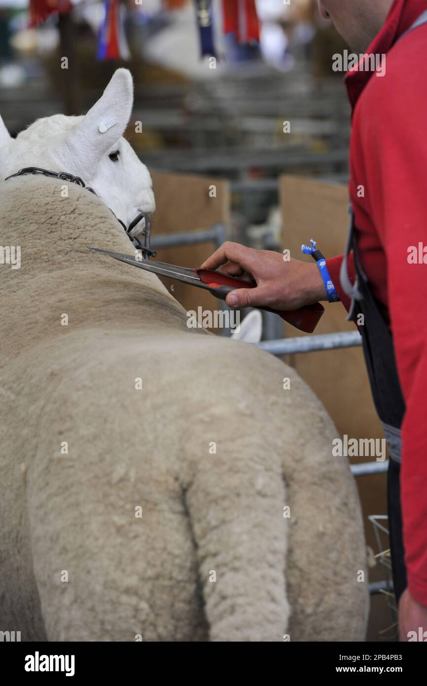 Domestic sheep, domestic animals, ungulates, farm animals (cloven ...