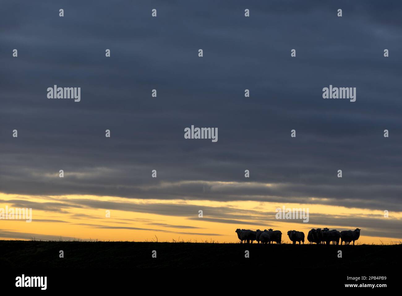 Domestic Sheep, Romney Sheep, flock, standing on sea wall at dawn ...