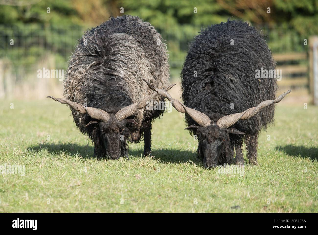 Lancashire breed hi-res stock photography and images - Alamy