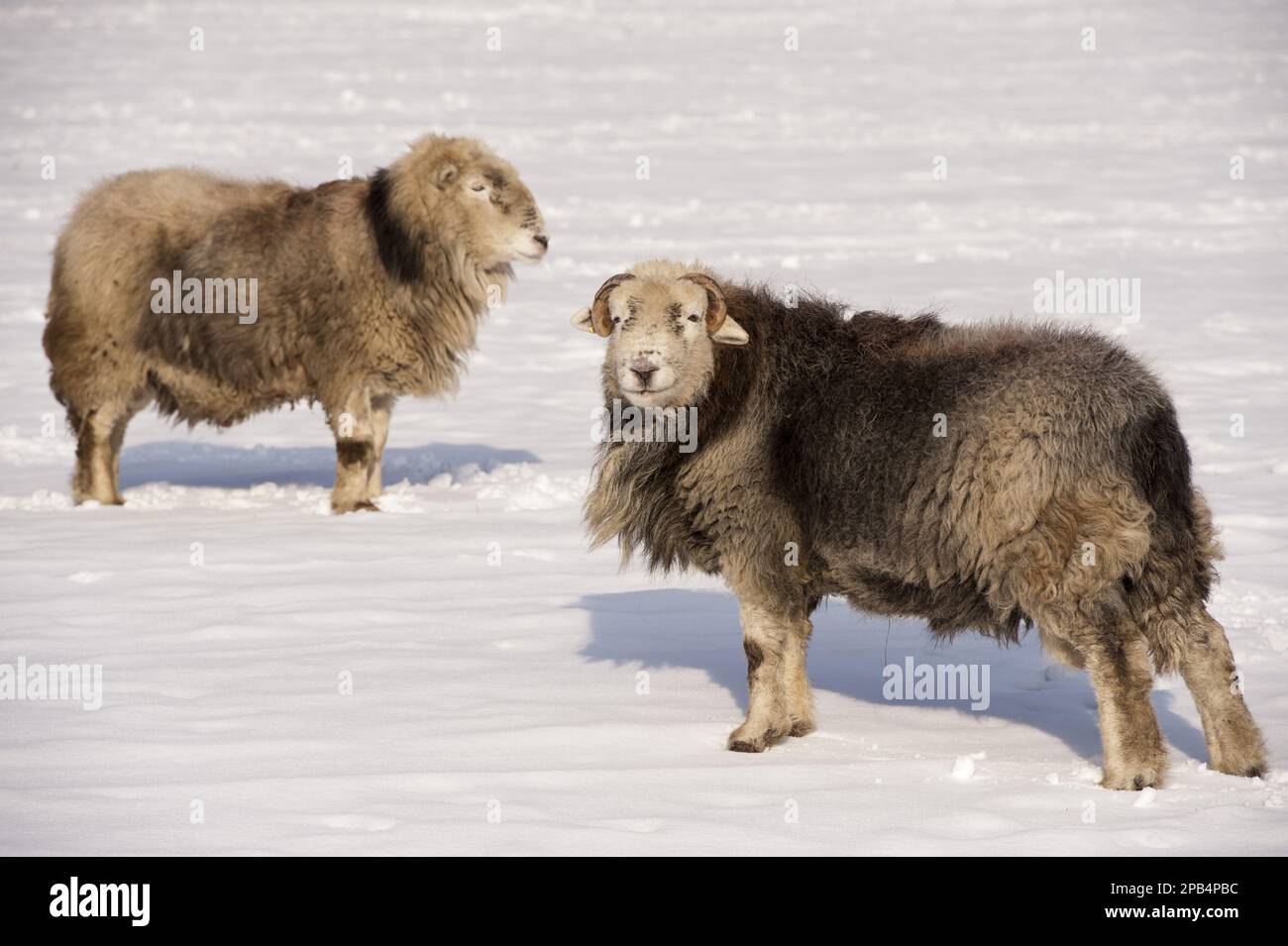 Herdwick sheep, purebred, domestic, ungulates, livestock, cloven-hoofed ...