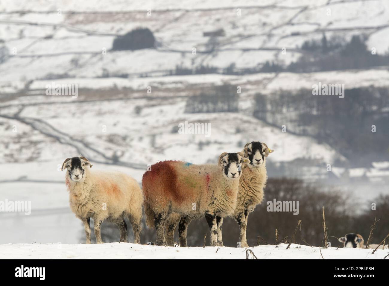 Three wensleydale sheep hi-res stock photography and images - Alamy