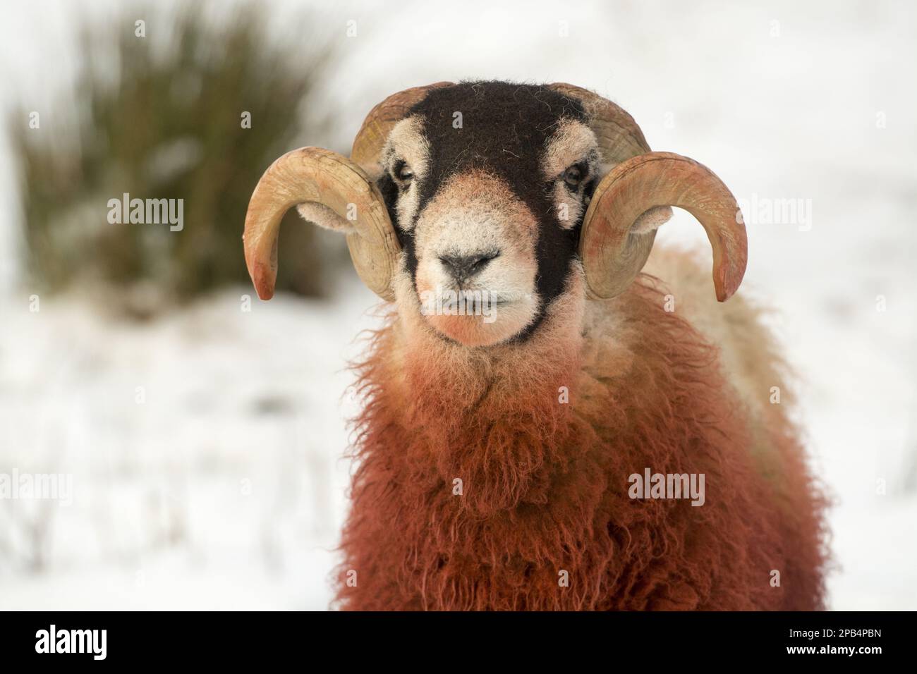 Wensleydale breed sheep hi-res stock photography and images - Alamy