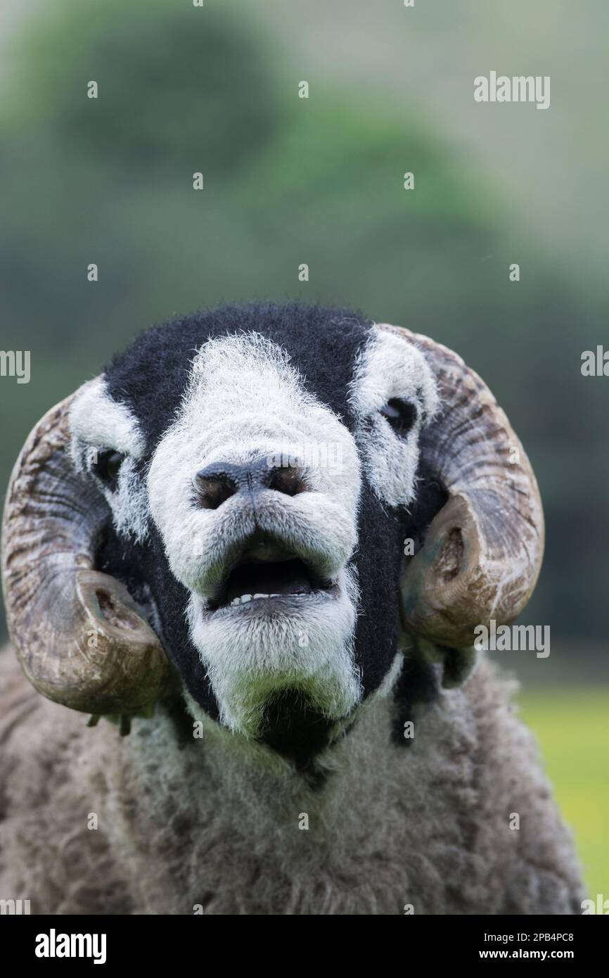 Swaledale sheep, Swaledale ram, purebred, domestic animals, ungulates ...