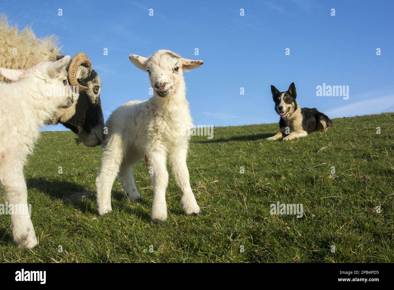 Domestic sheep, Swaledale, ewes and newborn lambs, with domestic dog ...