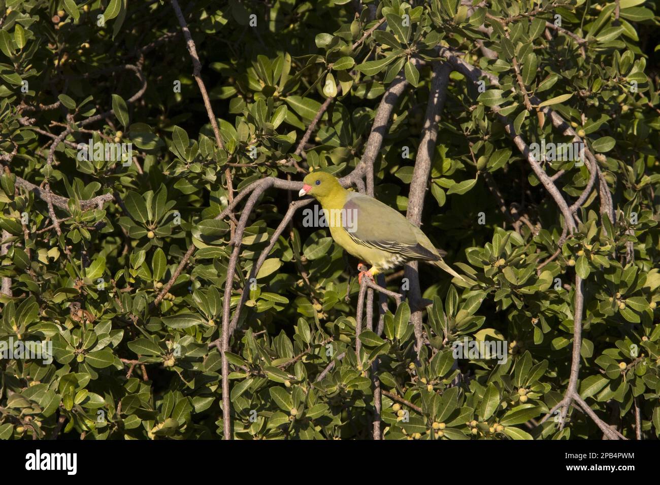 Red-nosed Green Pigeon, african green pigeon (Treron calvus), Pigeons ...