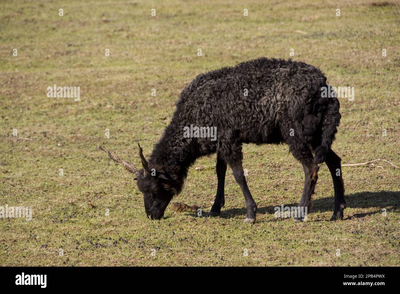 The Racka is a unique breed in which both ewes and rams have long ...