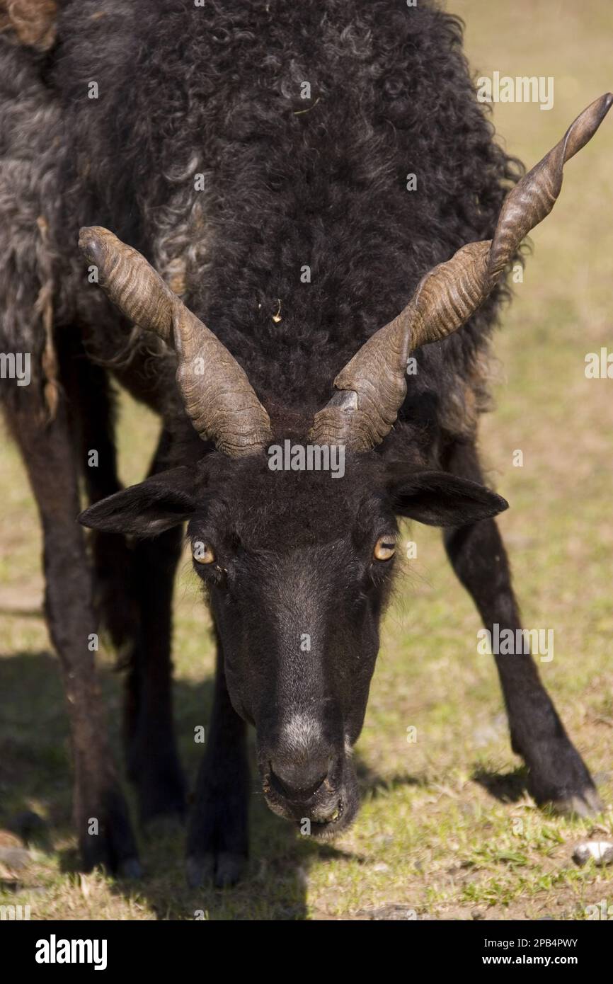 The Racka is a unique breed in which both ewes and rams have long ...