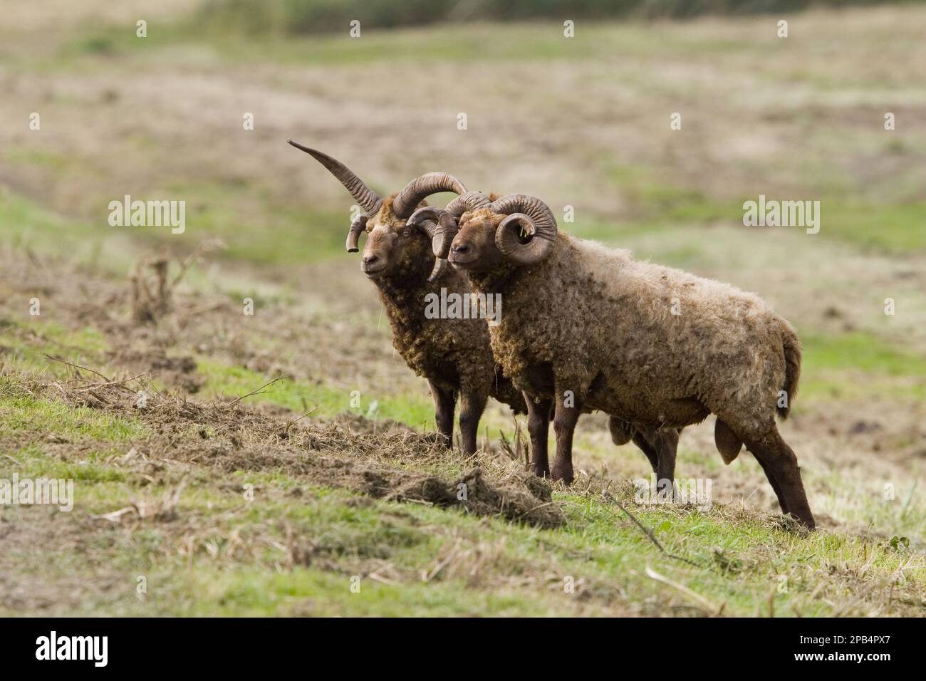 Manx loaghtan sheep, purebred, pets, ungulates, livestock, cloven ...