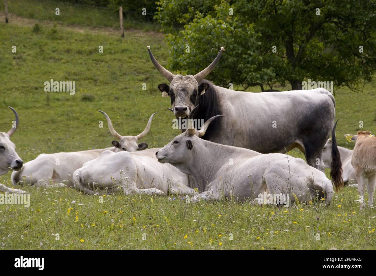 Hungarian grey cattle, Hungarian steppe cattle, Hungarian grey cattle ...