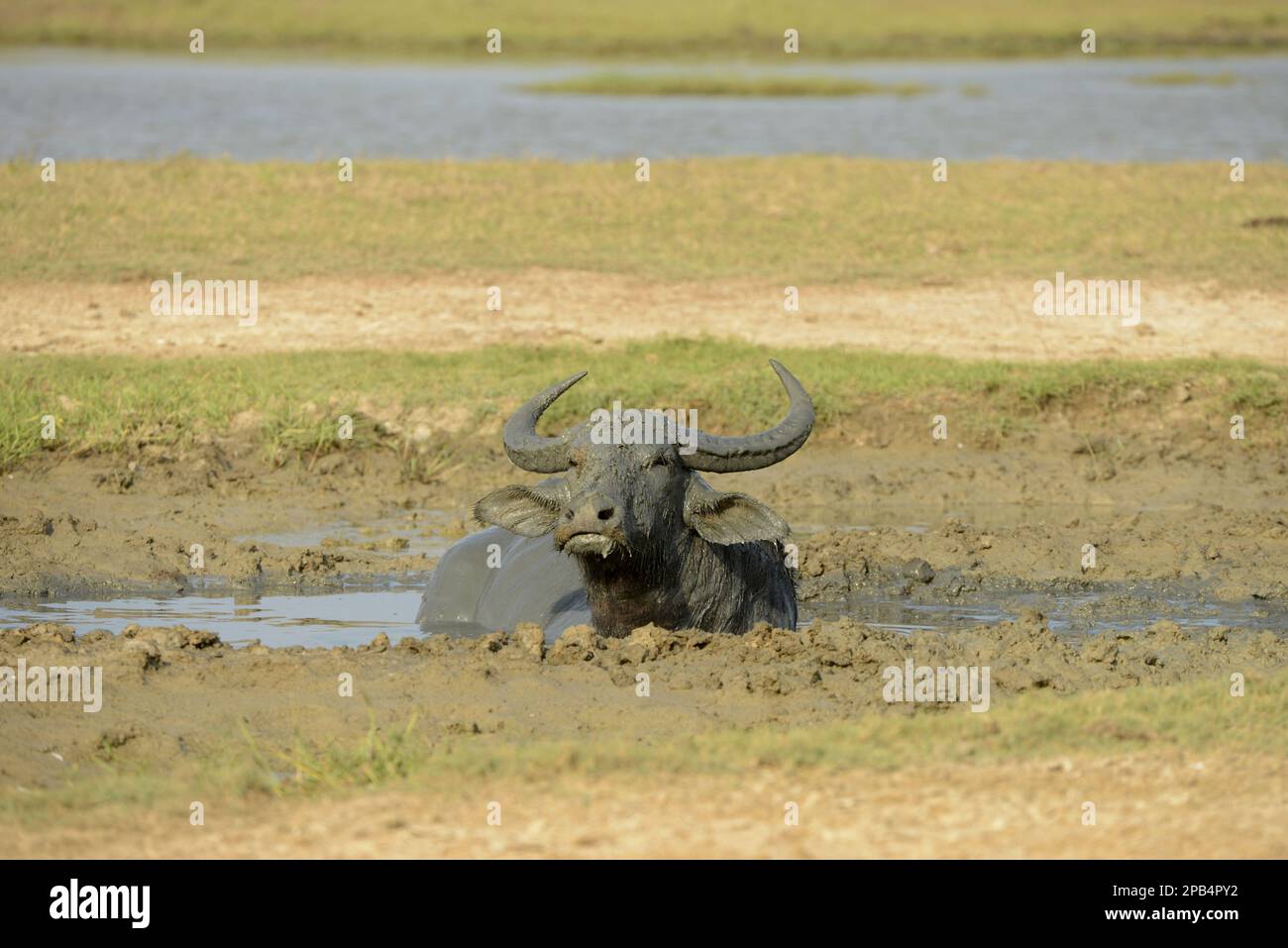 Wild water buffalo (Bubalus arnee), adult, wallowing in mud, Yala N. P ...