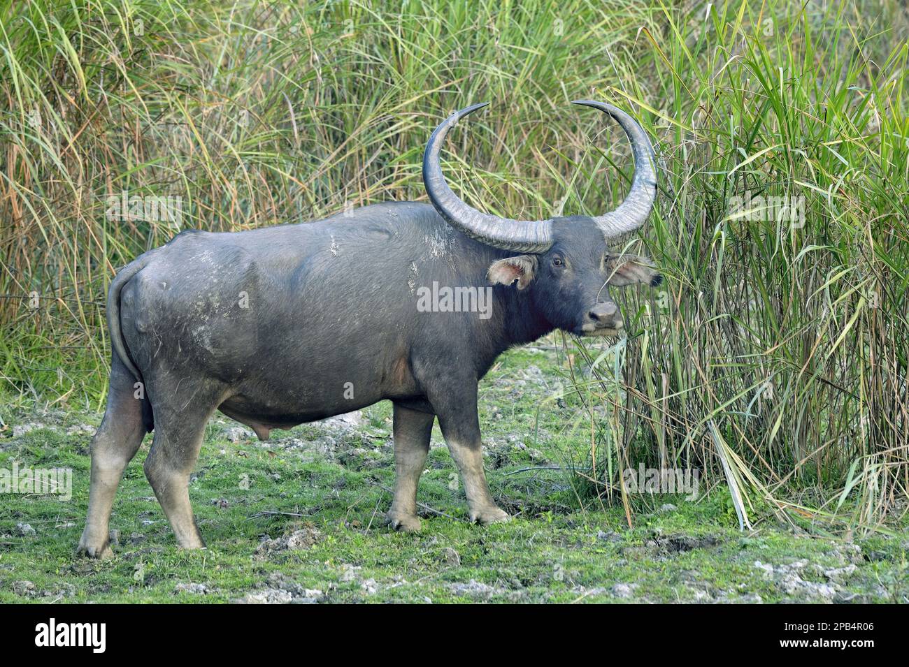 Wild water buffalo (Bubalus arnee), adult male, standing in grassland ...