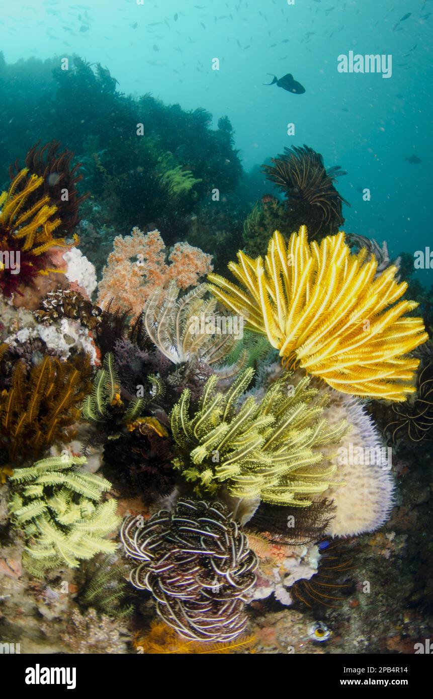 View of tropical reef habitat with crinoids, Horseshoe Bay, Nusa Kode ...