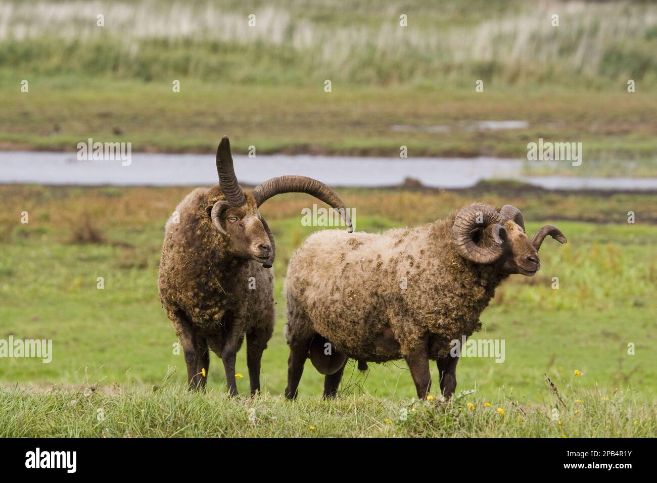 Manx loaghtan hi-res stock photography and images - Alamy