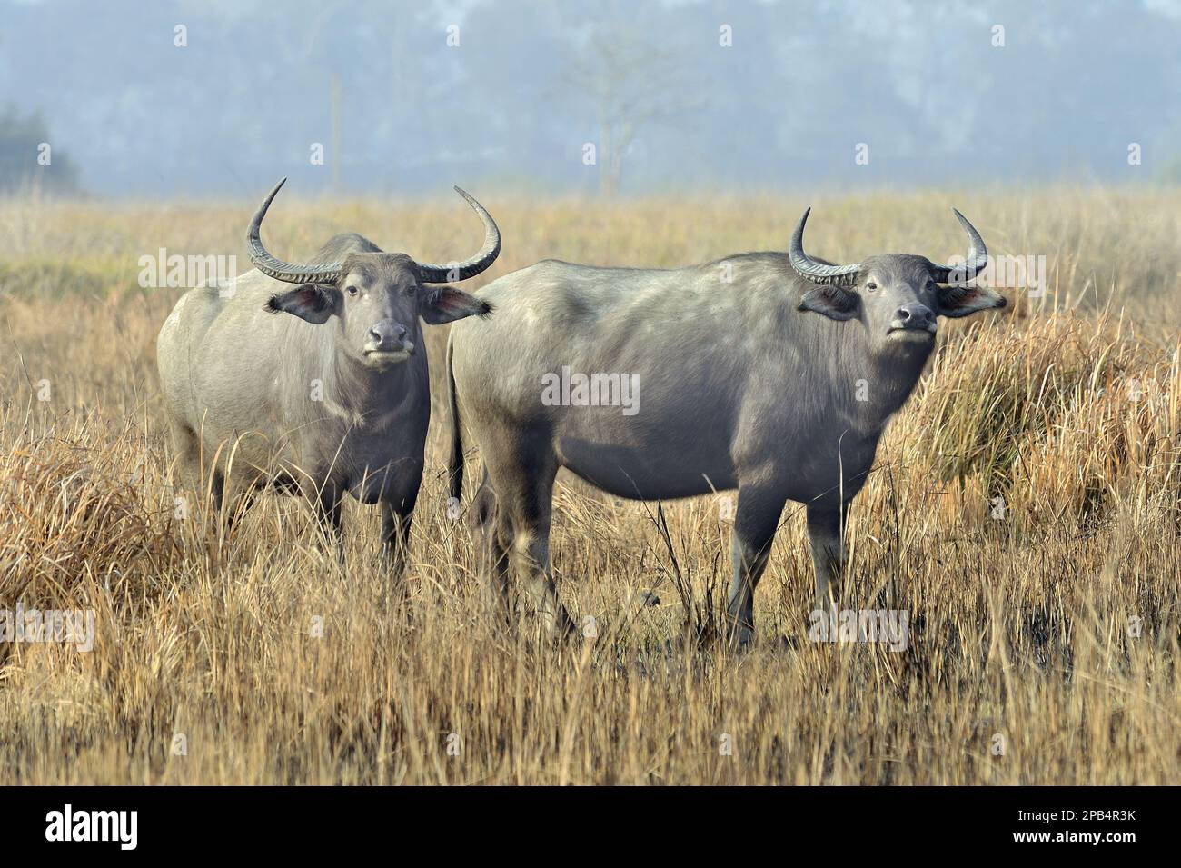 Wild water buffalo (Bubalus arnee) two adult females standing in ...
