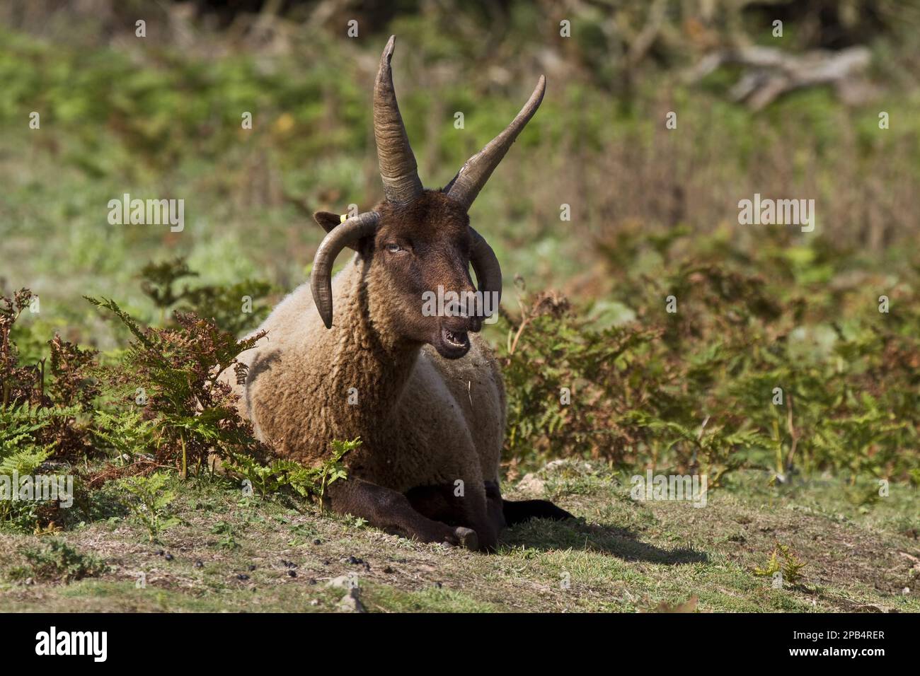 Manx Loaghtan sheep, purebred, pets, ungulates, livestock, cloven ...