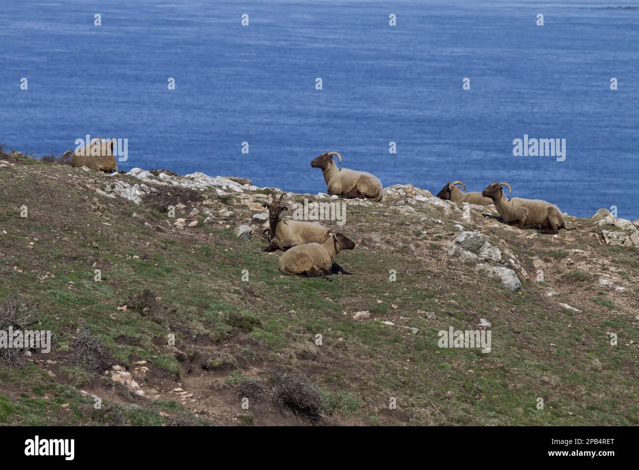 Manx Loaghtan sheep, purebred, pets, ungulates, livestock, cloven ...