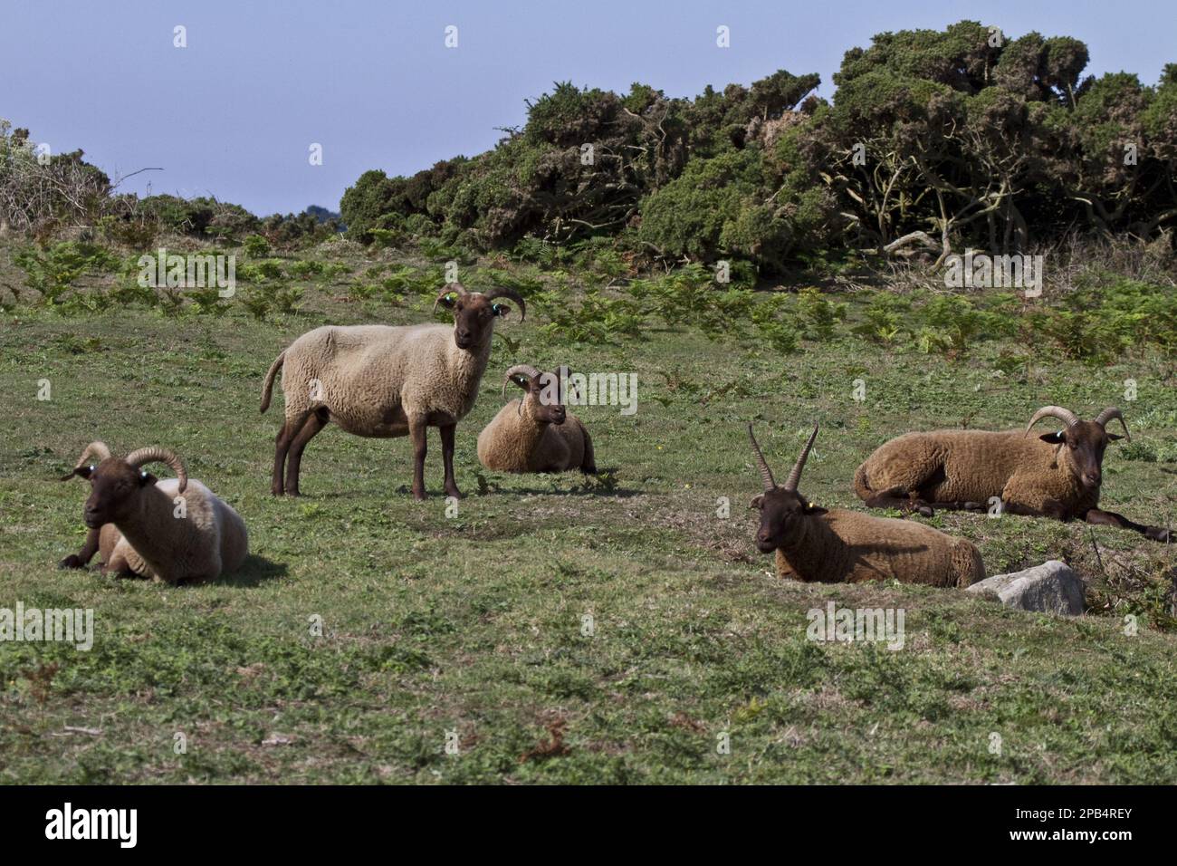 Manx Loaghtan sheep, purebred, pets, ungulates, livestock, cloven ...