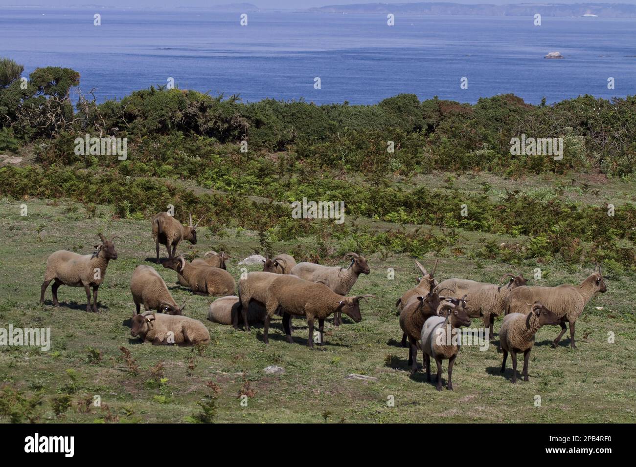 Manx Loaghtan sheep, purebred, pets, ungulates, livestock, cloven ...
