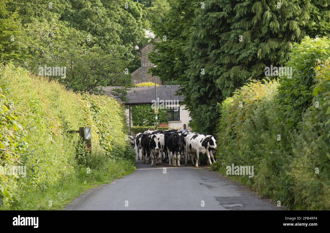 Holstein cattle, Holstein cattle, purebred, livestock, domestic animals ...