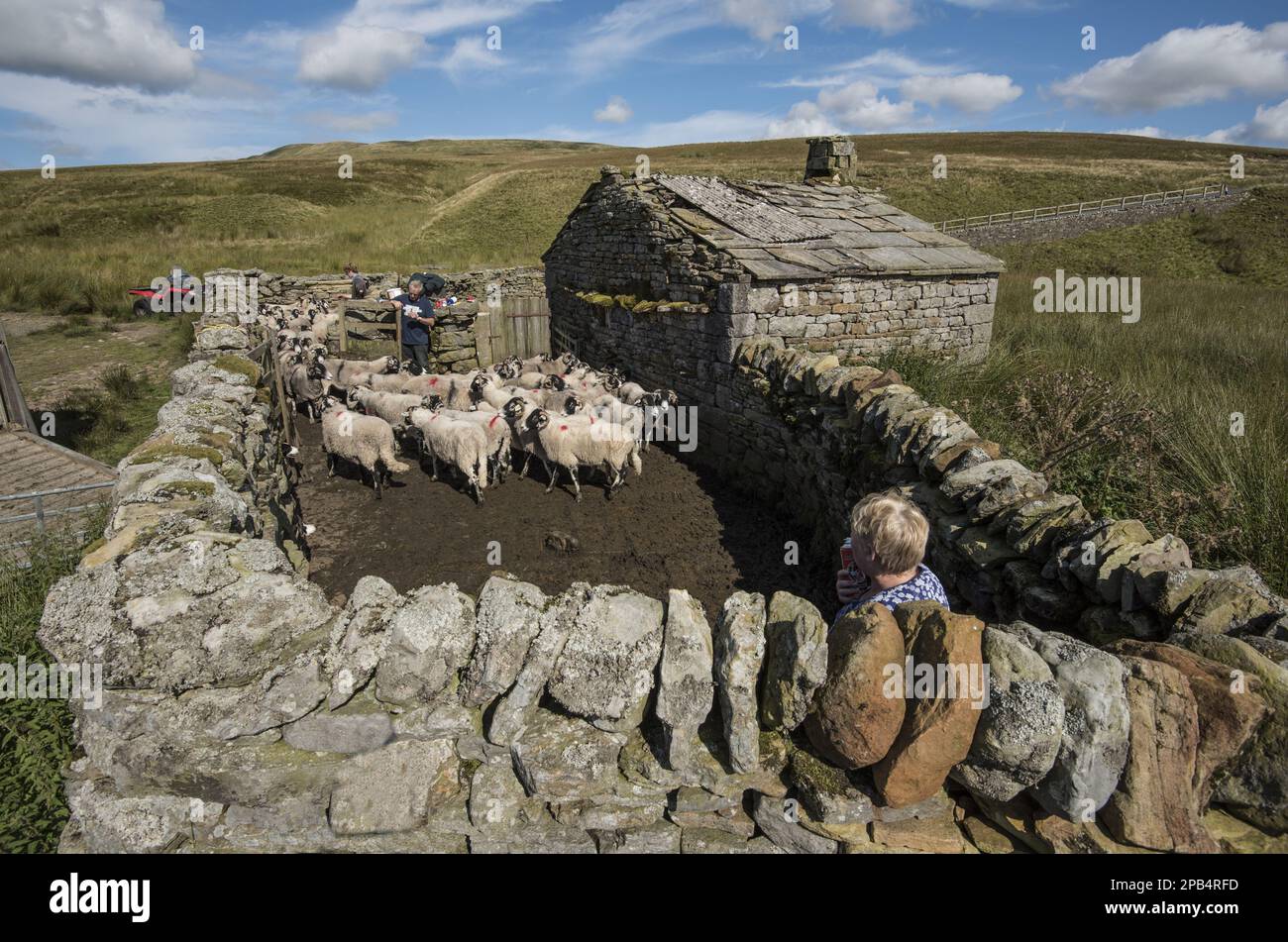 Swaledale sheep, Swaledale sheep, purebred, pets, ungulates, livestock ...