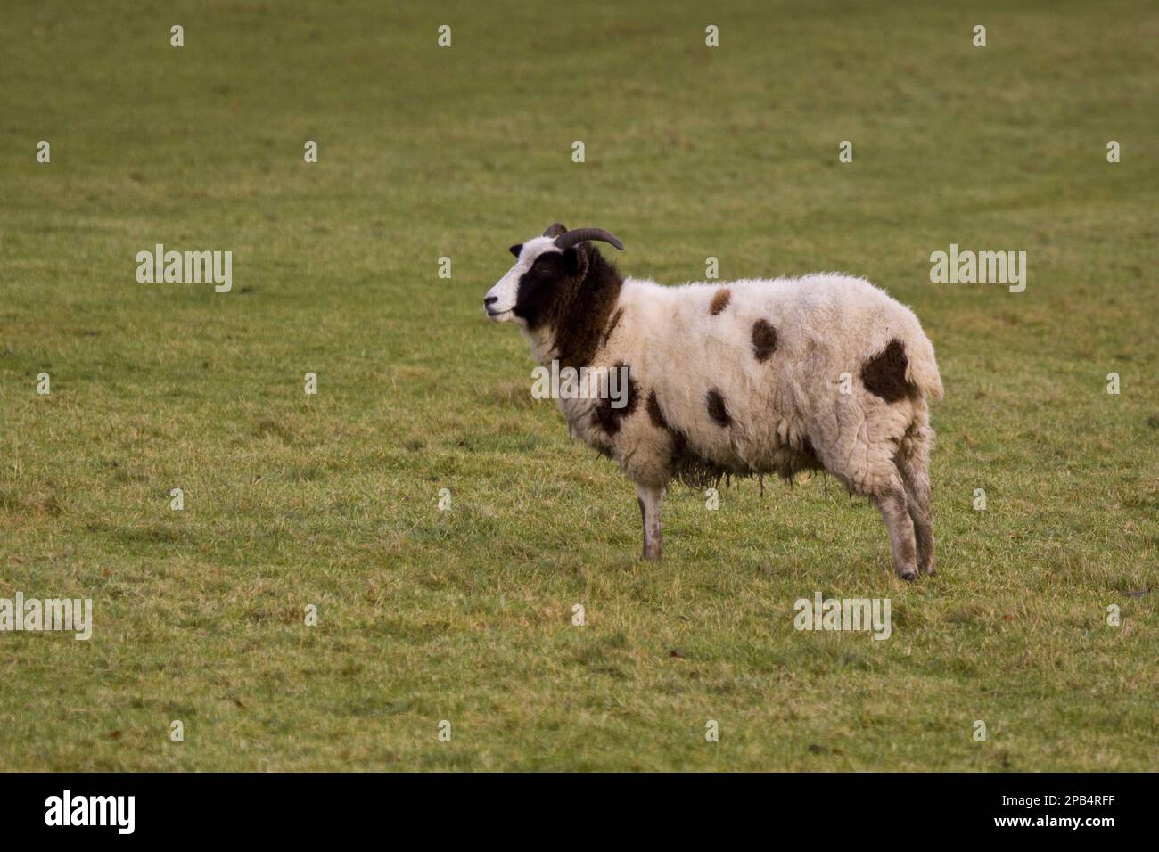 Female Jacon sheep Stock Photo - Alamy