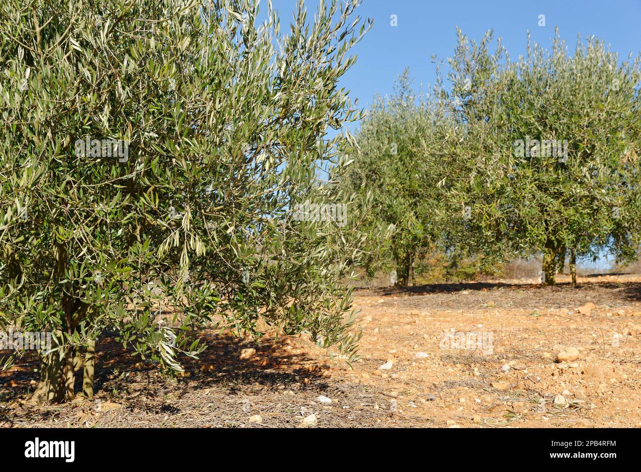 Olive trees (Olea europaea), Fatima, Regiao do Centro, Portugal, Europe ...