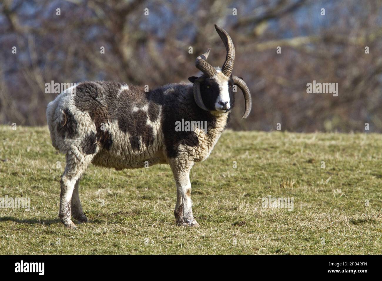 Jacob's sheep are a breed of unprocessed multi-horned sheep patterned ...