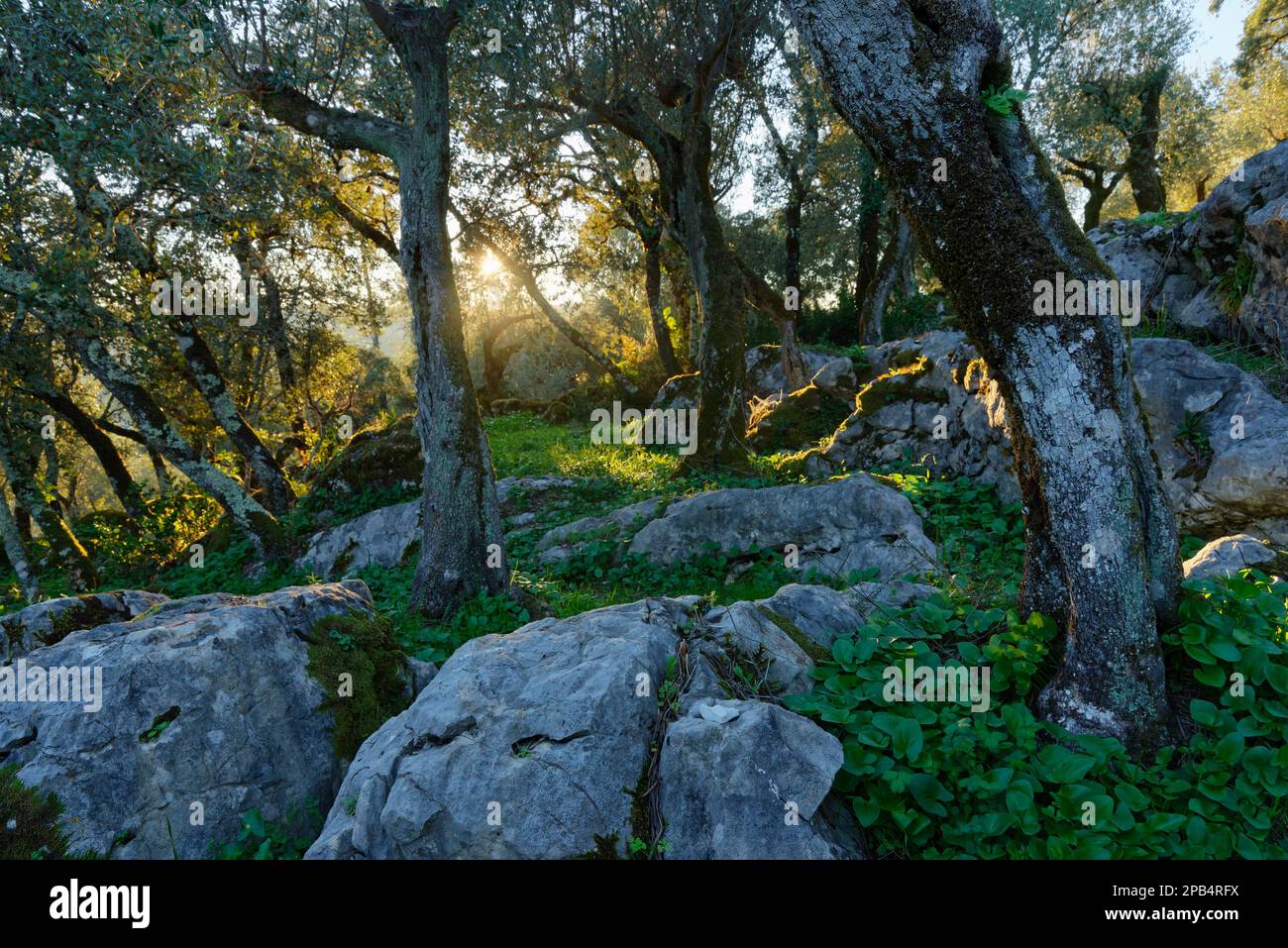 Holm Oak (Quercus ilex), Valinhos, Fatima, Regiao do Centro, Portugal ...