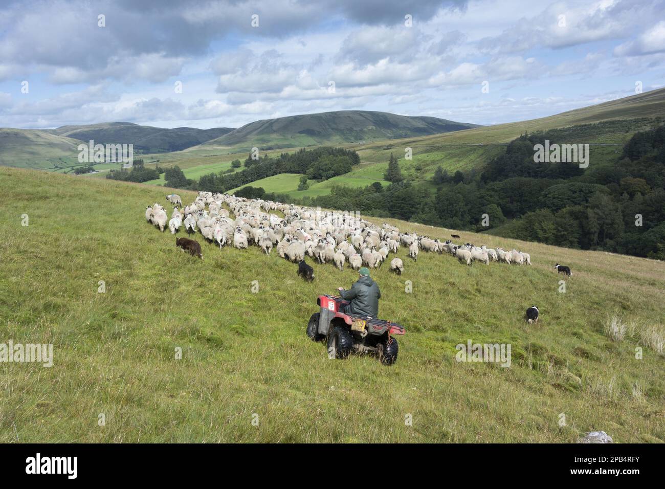 Sheep farming, shepherd on quadbike with sheepdogs, gathering flock of ...