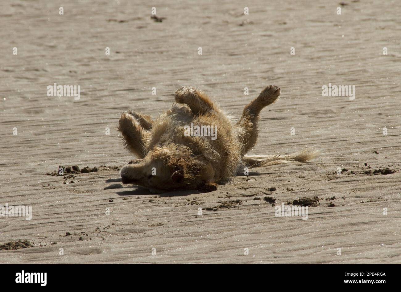 Rolling golden retriever hi-res stock photography and images - Alamy