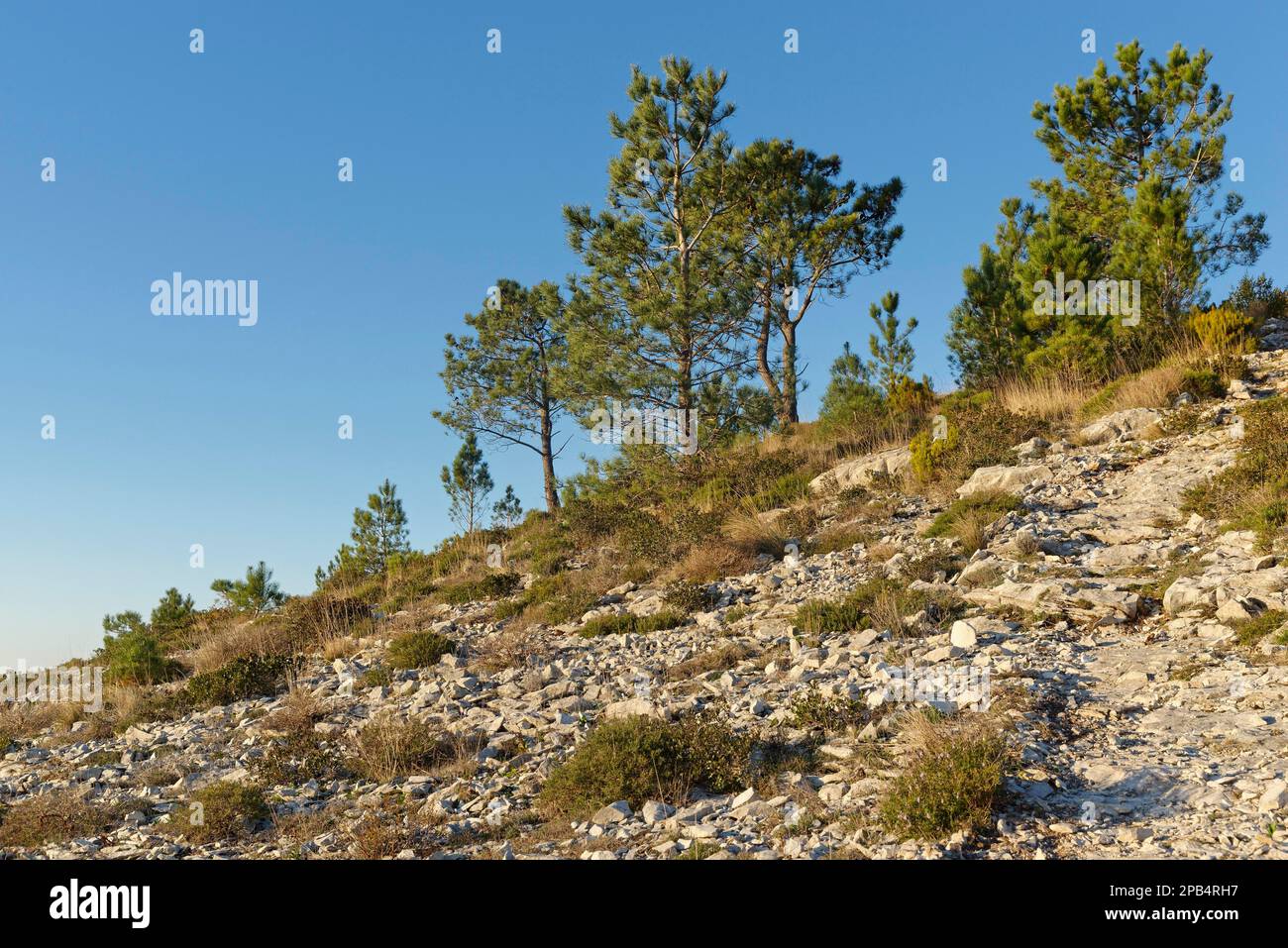 Pine (Pinus pinea), Regiao do Centro, Portugal, Europe Stock Photo - Alamy