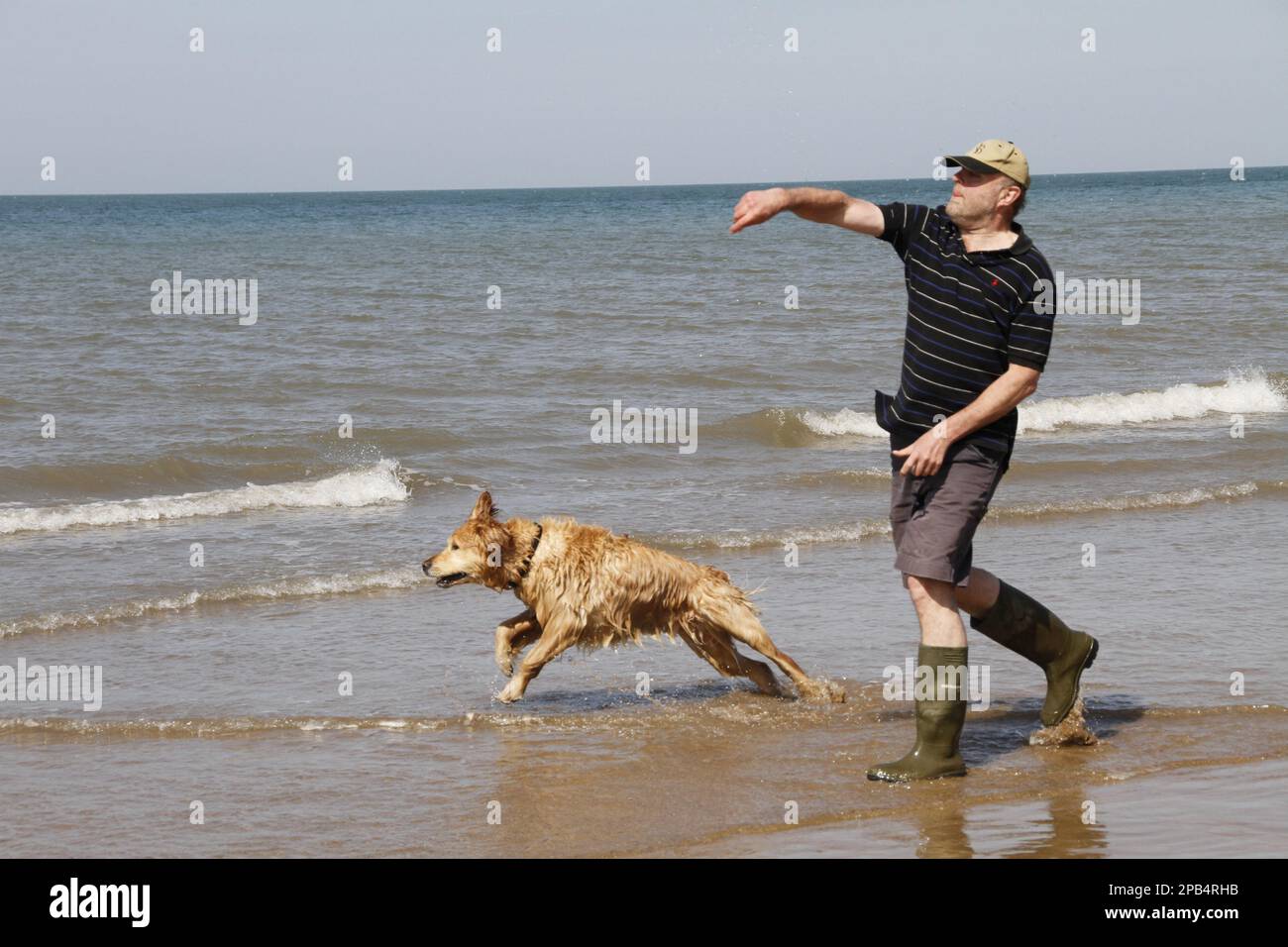 Pedigree dogs, retrieving dogs, pet dogs, pets, hunting dogs, mammals ...