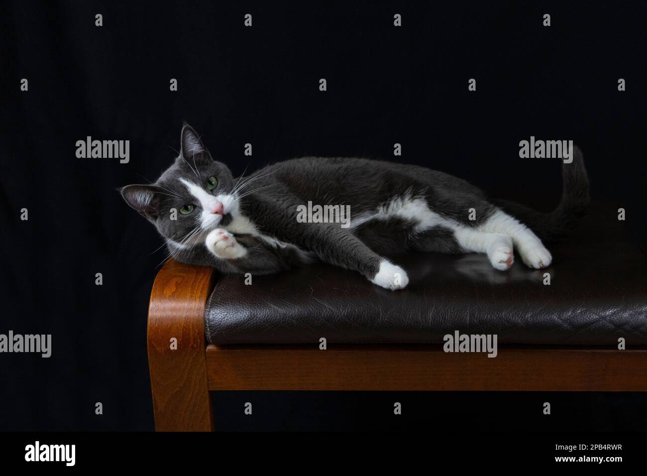 Cat laying on its side hi-res stock photography and images - Alamy