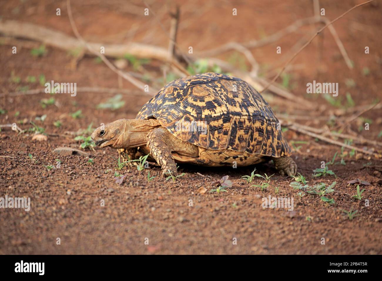 Leopard tortoise (Testudo pardalis), adult, Kruger National Park ...