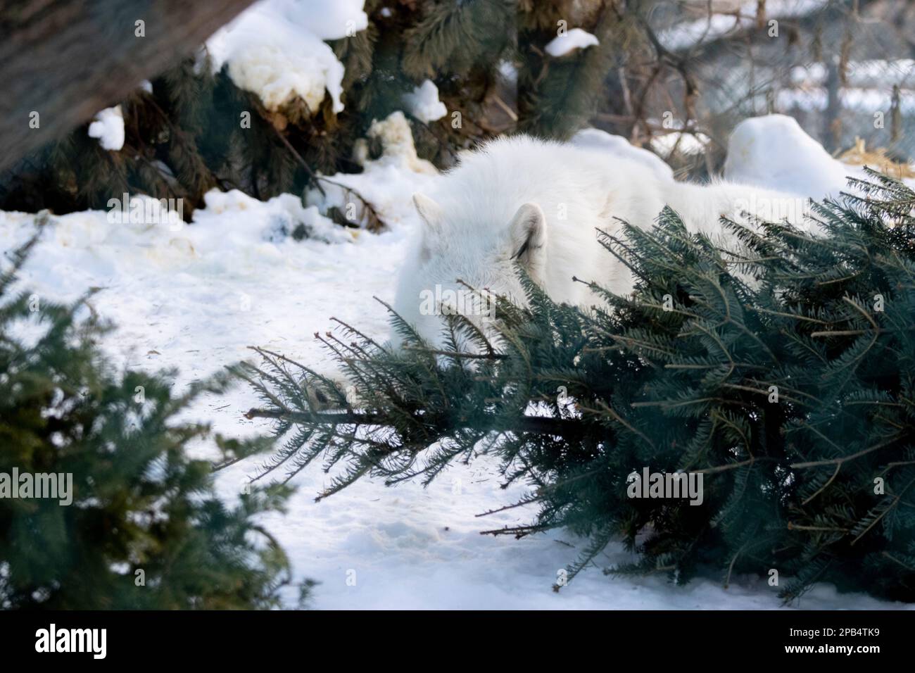 wolf hiding behind tree in snowy forest Stock Photo - Alamy