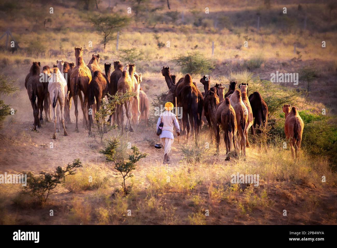 Camels on the way to Pushkar Mela at sunset, camel market, Pushkar ...
