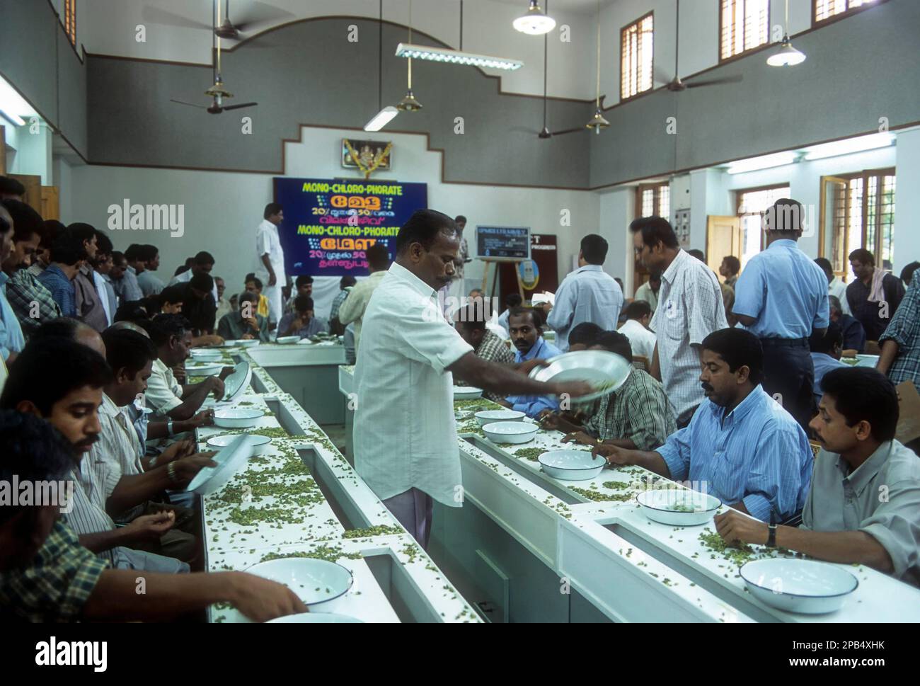Cardamom auction in cardamom processing and marketing company ltd at ...