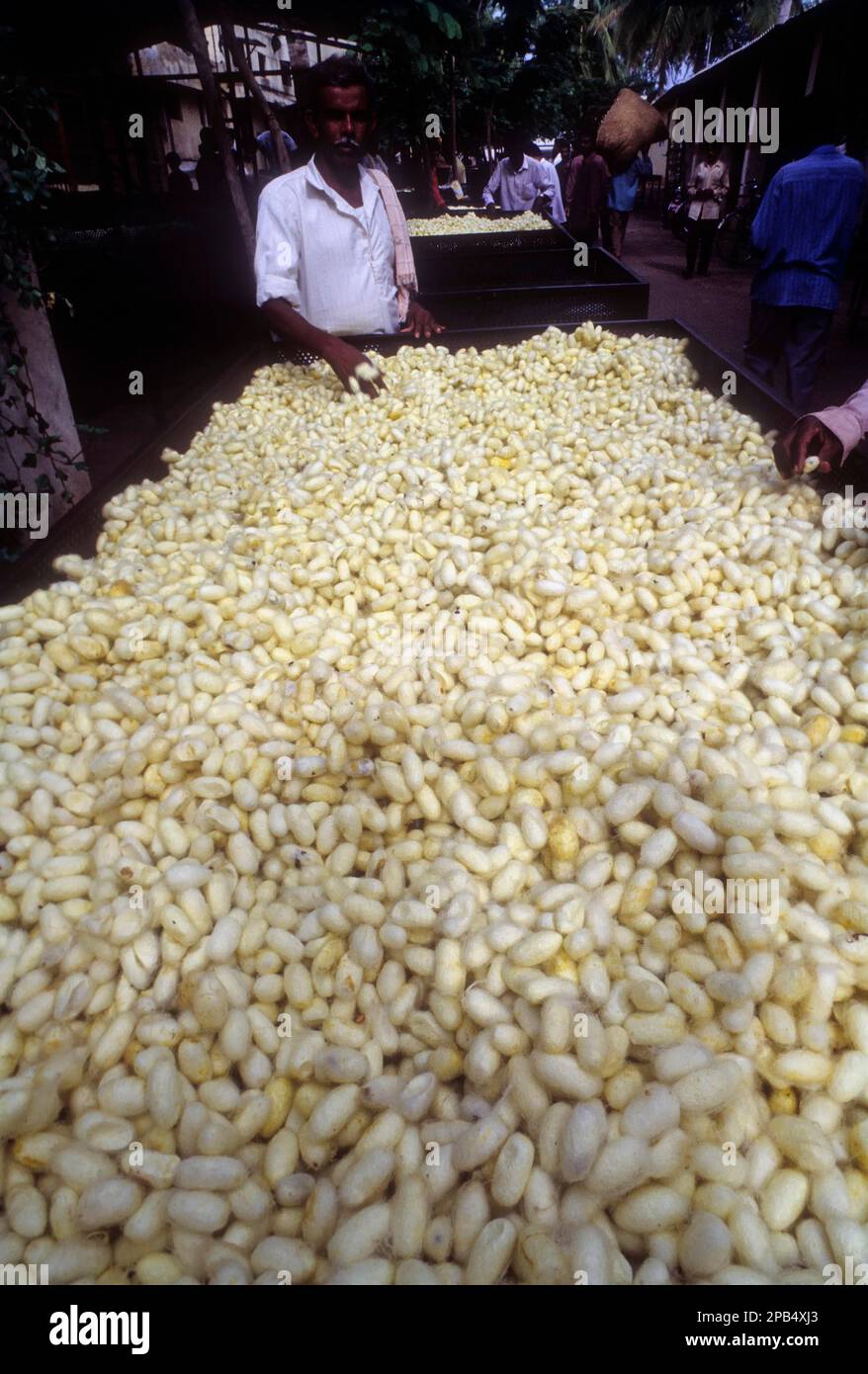 Silk Cocoons in the Government Cocoon Market at Ramanagaram, the second ...