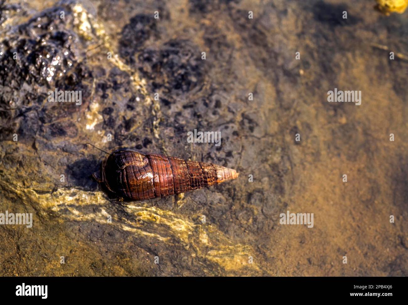 Snail on the beach, Port Blair, Andaman and Nicobar Islands, Union ...