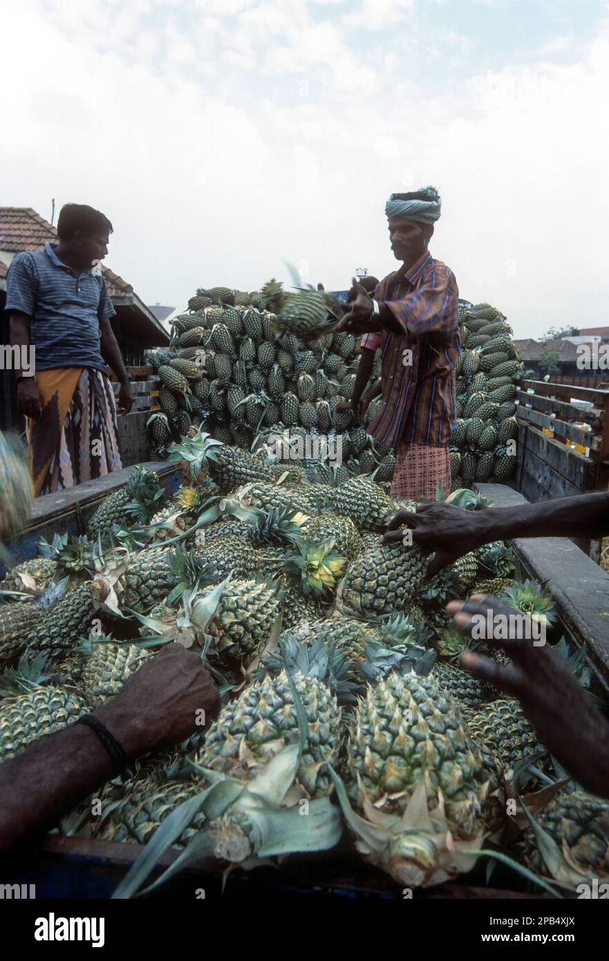 Unloading Pineapple at Koyambedu whole sale vegetable and fruit market ...